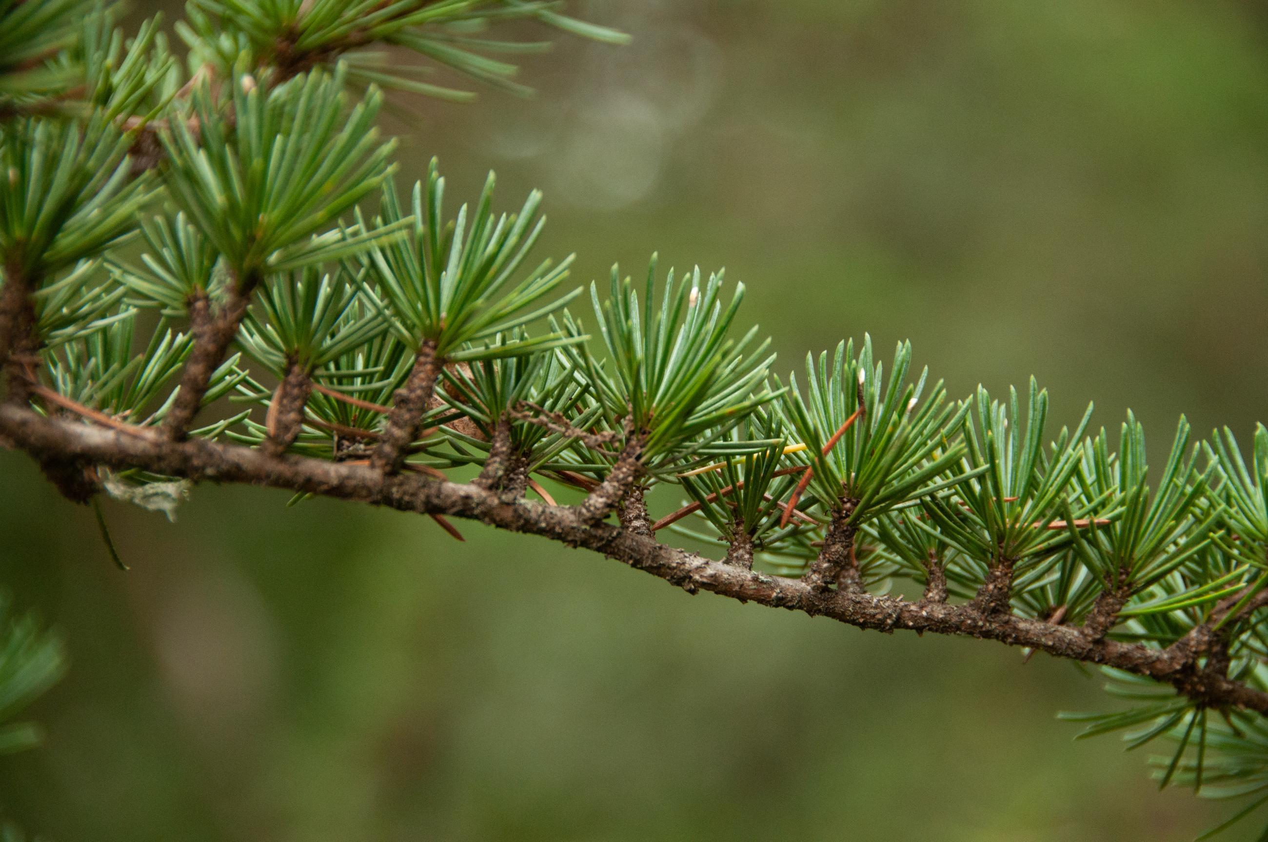 Nématode du pin | Plateforme ESV